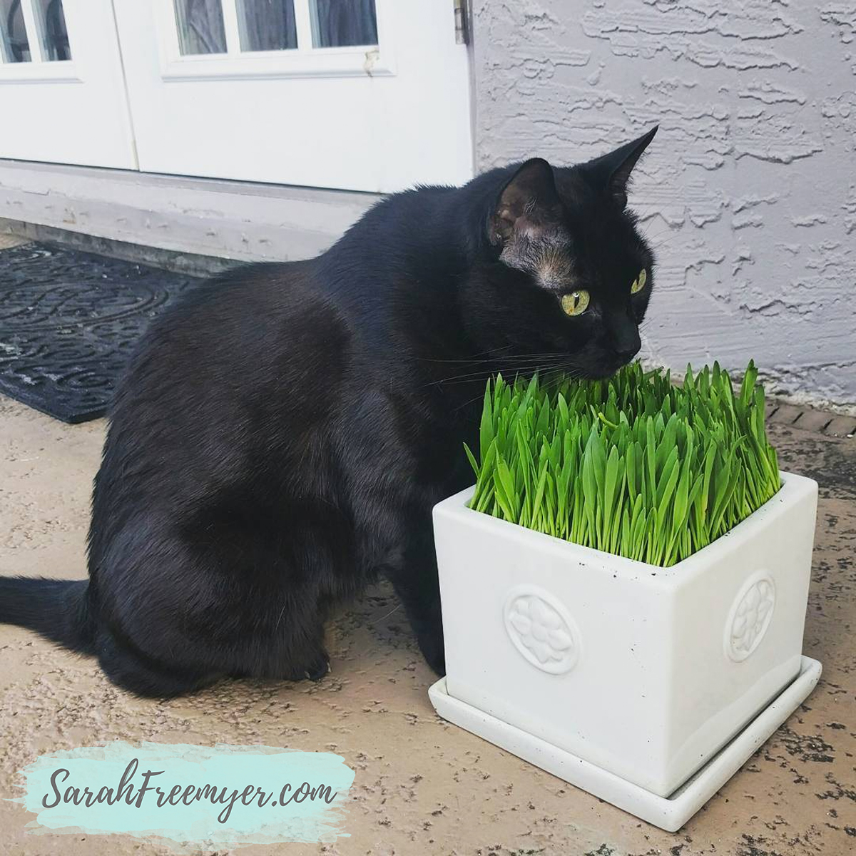Planting a Garden for Your Cat – Cat Grass – Sarah Freemyer