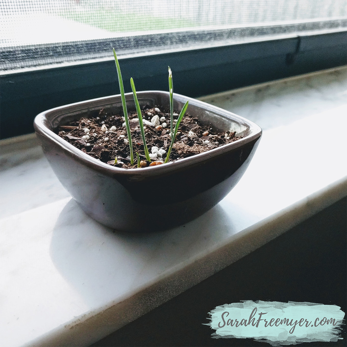 Planting a Garden for Your Cat – Cat Grass – Sarah Freemyer
