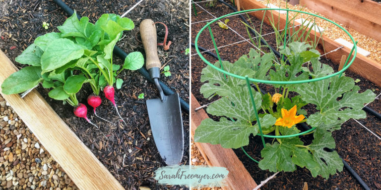 Building Our Vegetable Garden – Sarah Freemyer